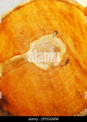 Saw cut abstract tree trunk wood texture. Nature texture background ...