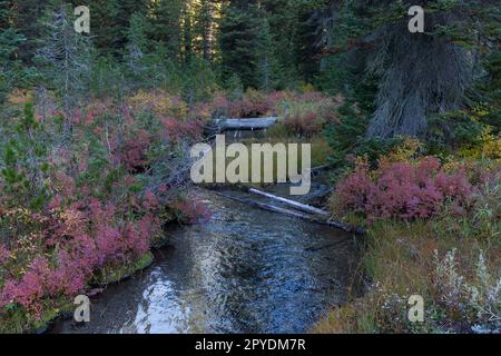 autumn scene in yellowstone Stock Photo - Alamy