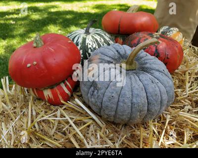 Orange and gray pumpkins on straw. Autumn pumpkin harvest Stock Photo ...