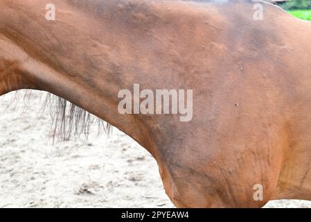 Hives or allergic wheels on a horses neck Stock Photo - Alamy