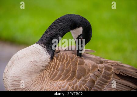 Canada Goose preening in a Lake. Flapping its Wings Stock Photo - Alamy