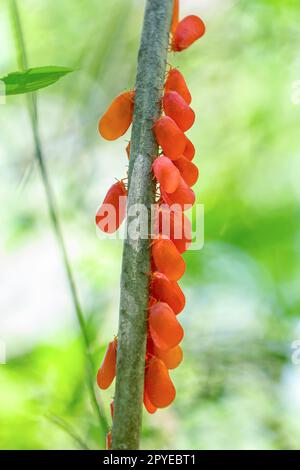 Flatida rosea, the flower-spike bug, Madagascar wildlife Stock Photo ...