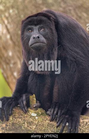 Black Howler monkey, genus Alouatta monotypic in subfamily Alouattinae ...