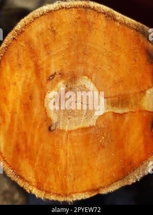 Close-up of the trunk of a sawn apple tree Stock Photo - Alamy