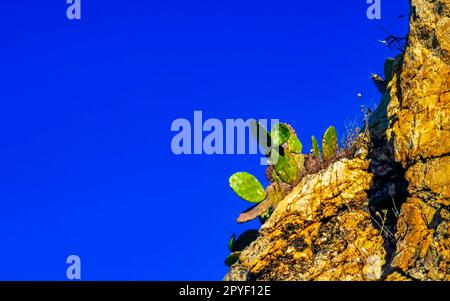 Rocks cliffs overgrown with nature plants trees bushes flowers cacti ...