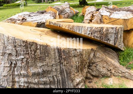 Cutting down old, several-year-old trees, Environmental concept ...