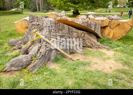 Cutting down old, several-year-old trees, Environmental concept ...