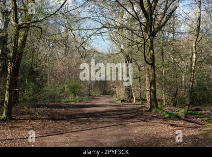 Ecclesall Woods, an ancient woodland in Sheffield, UK. A trackway runs ...