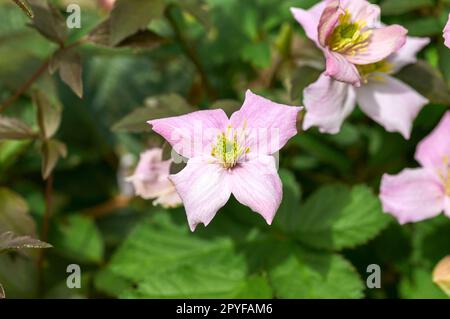 Open Clematis flower example Stock Photo - Alamy