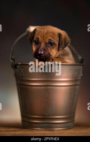 Dog in a metal bucket Stock Photo - Alamy