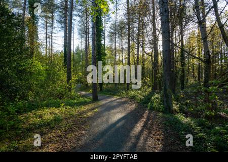 Llyn Parc Mawr an area of forest between Newborough and Malltraeth on ...