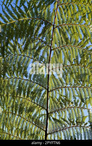 Tree ferns in the valley at Katoomba in the Blue Mountains Stock Photo ...