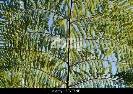 Tree ferns in the valley at Katoomba in the Blue Mountains Stock Photo ...