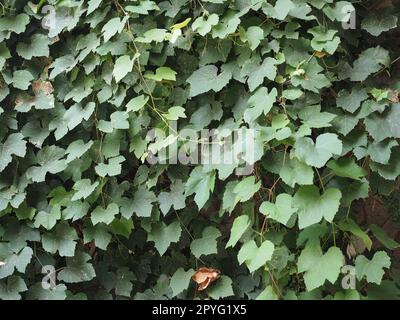 grapevine plant scient. name Vitis vinifera Stock Photo - Alamy