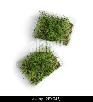 Plastic containers with fresh micro green on white background Stock ...