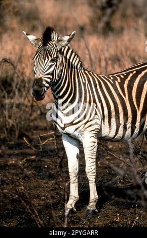 Plains Zebra (Equus burchellii), Kruger National Park, Mpumalanga ...