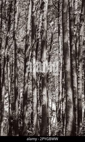 Trunks of spruce, pine, fir and coniferous trees from Table Mountain ...