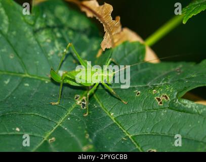 A punctate hawk moth, Leptophyes punctatissima on a leaf Stock Photo ...