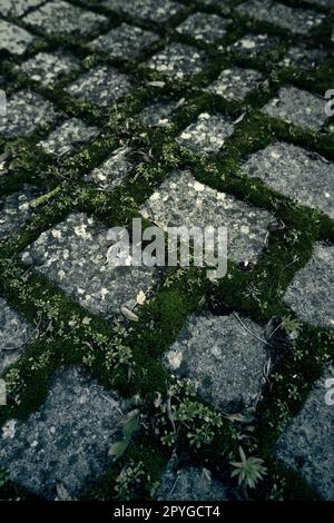 Pavers with moss Stock Photo - Alamy