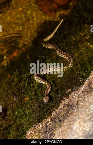 Malagasy Cat-eyed Snake, Madagascarophis colubrinus is a species of ...