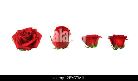 Rose flowers set isolated on white. Elegant coral hybrid tea rose bloom ...