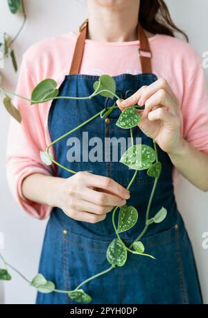 golden pothos leaf (Epipremnum aureum) under the microscope - optical ...