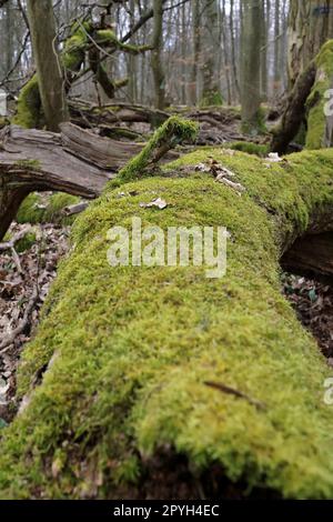 old dead tree overgrown with moss Stock Photo - Alamy
