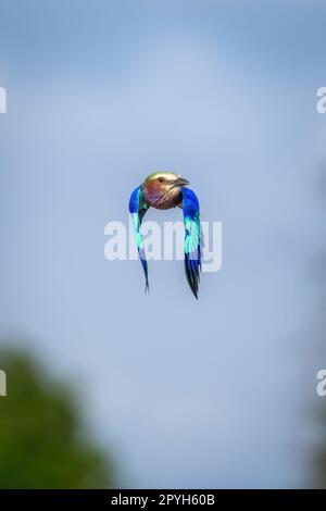 Lilac-breasted roller flies with wings tucked in Stock Photo - Alamy