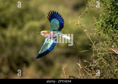 Lilac-breasted roller with catchlight flies spreading wings Stock Photo ...