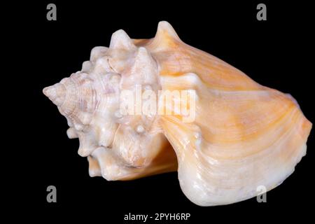 Single sea shell of Aliger gigas known as the queen conch isolated on ...