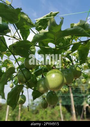 passiflora edulis creeping fruits farm Stock Photo - Alamy