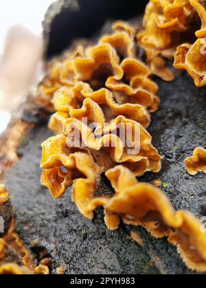 Mushroom stereum stubborn on a tree trunk macro photography Stock Photo ...