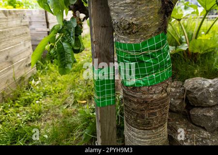 new glue ring around a sherry tree Stock Photo - Alamy