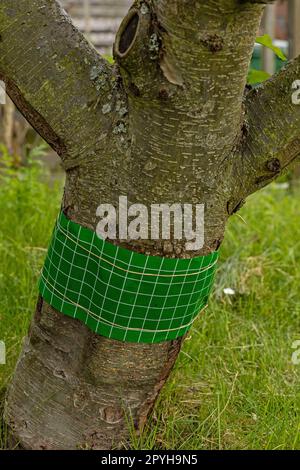 new glue ring around a sherry tree Stock Photo - Alamy