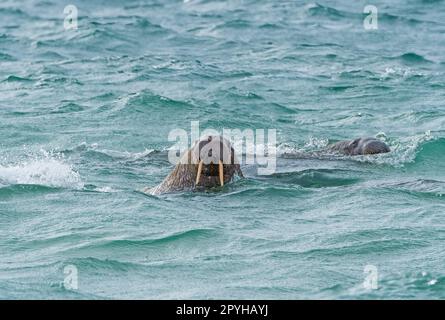 A Pair of Walrus Patrolling the Arctic Coast in the Svalbard Islands ...