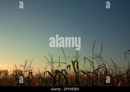 Dorn in green corn field Stock Photo - Alamy