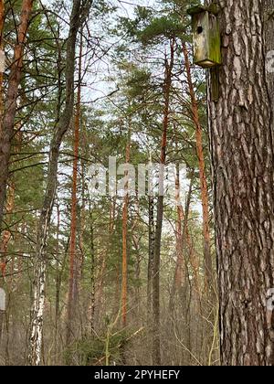 A birdhouse on a green bush Stock Photo - Alamy