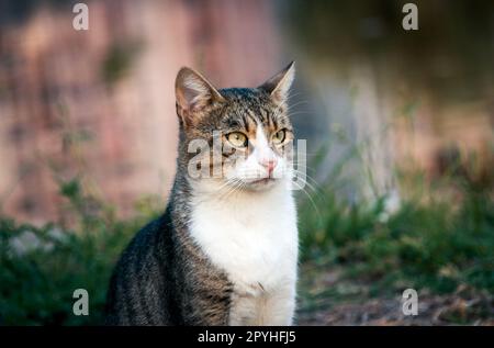 Beatiful street cat portrait sitting outdoors Stock Photo - Alamy