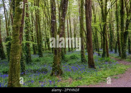 Castlefreke in West Cork, Ireland Stock Photo - Alamy