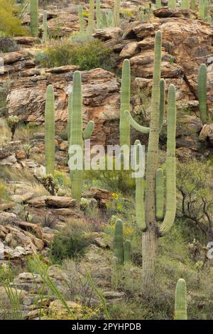 Saguaro along Tanque Verde Trail, Saguaro National Park-Rincon Mountain ...