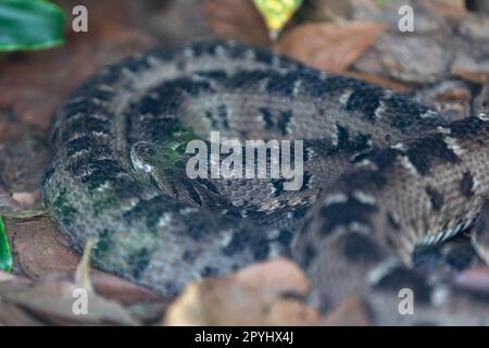Very common venomous snake in Brazil known as "jararaca Pintada or ...
