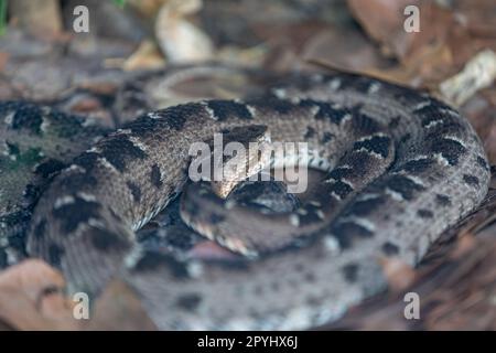 Very common venomous snake in Brazil known as "jararaca Pintada or ...