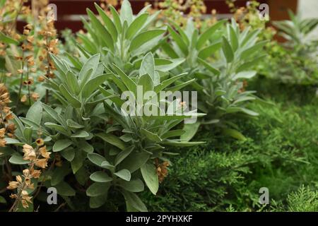 Beautiful sage with green leaves growing outdoors, closeup Stock Photo ...