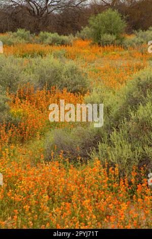 Mallow, Robbins Butte Wildlife Area, Arizona Stock Photo - Alamy