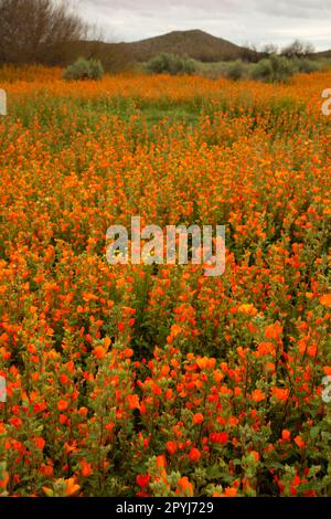 Mallow, Robbins Butte Wildlife Area, Arizona Stock Photo - Alamy