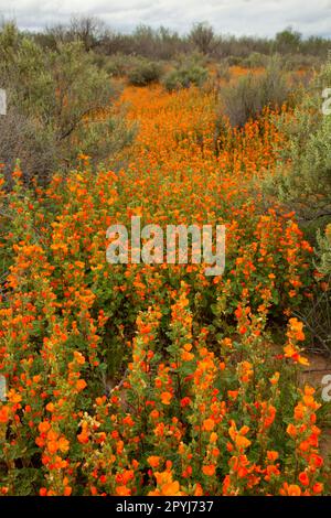 Mallow, Robbins Butte Wildlife Area, Arizona Stock Photo - Alamy