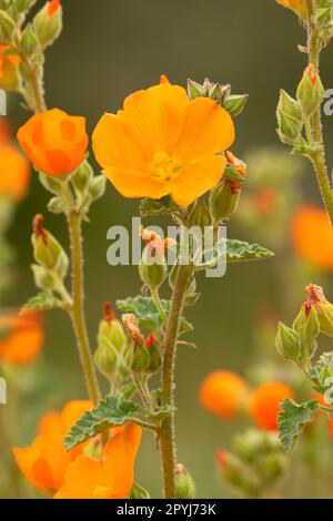 Mallow, Robbins Butte Wildlife Area, Arizona Stock Photo - Alamy