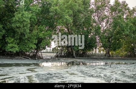 Green mangrove forest and mudflat at the coast. Mangrove ecosystem ...