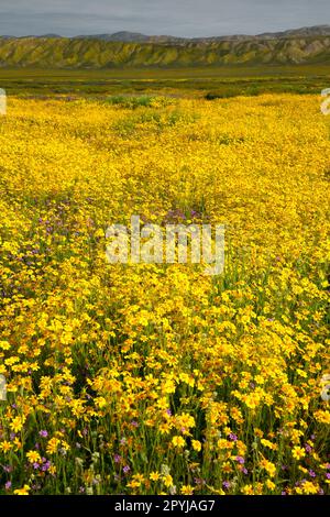 Hillside daisy (Monolopia lanceolata), Carrizo Plain National Monument ...