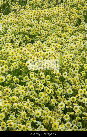 Munz's tidy-tips (Layia munzii), Carrizo Plain National Monument ...